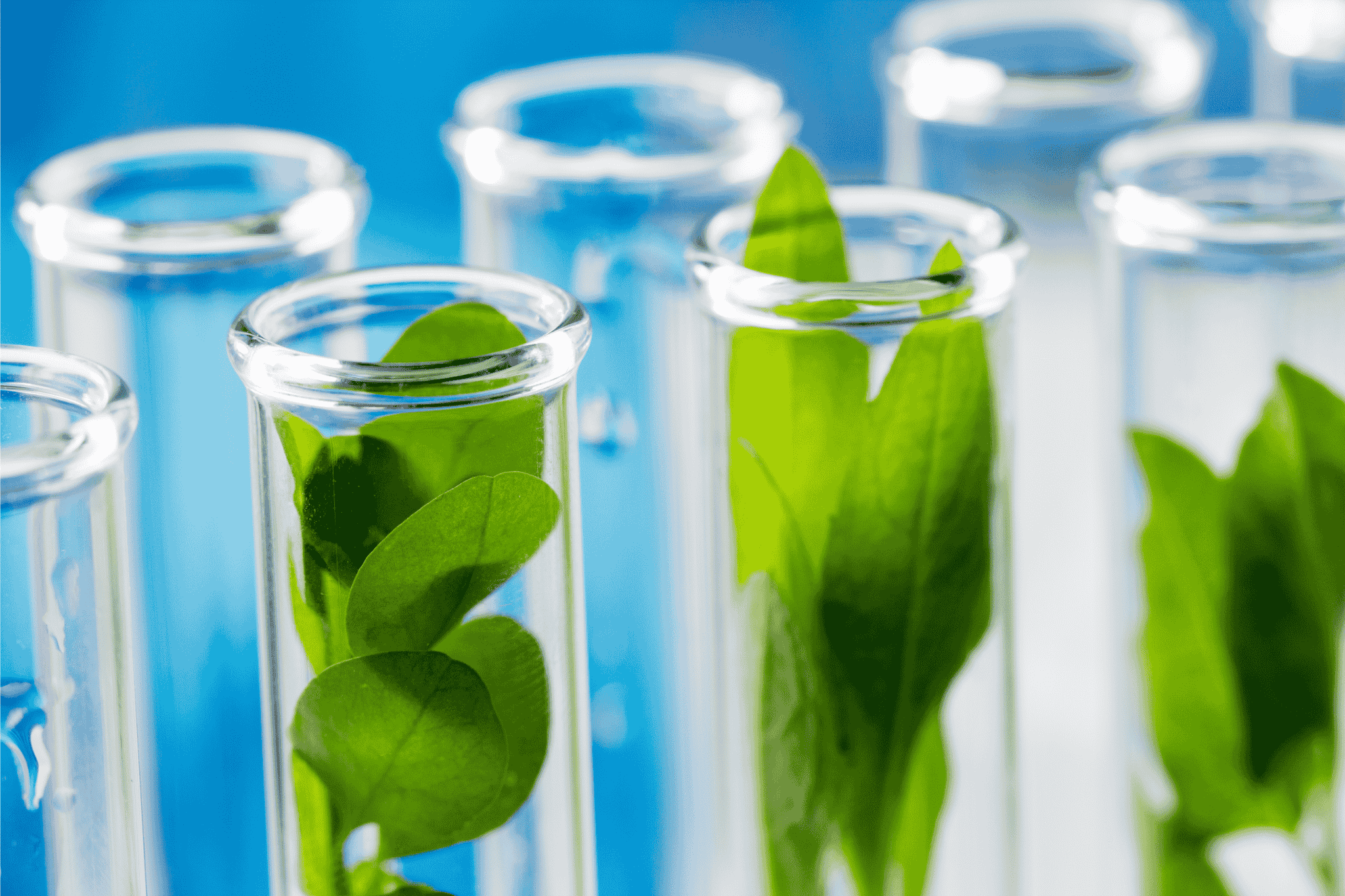 Natural Food Preservatives: A Clean-Label approach to longer shelf-life ...